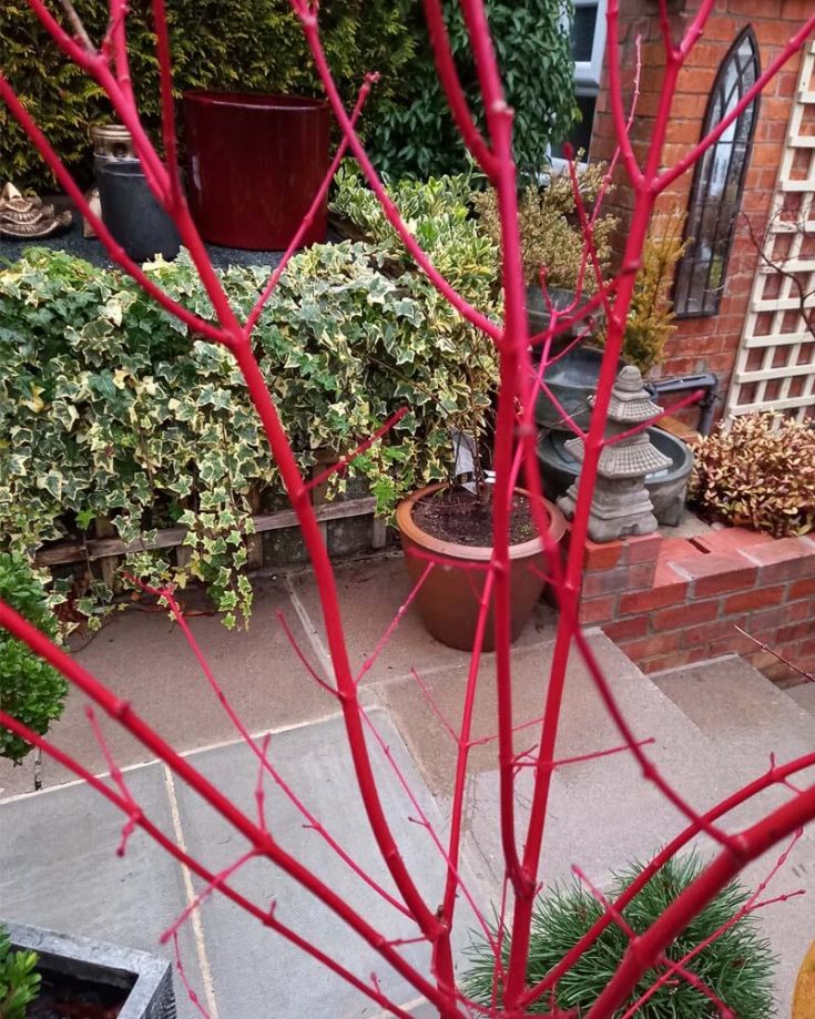 15 Red Bark Japanese Maple Varieties – World of Garden Plants