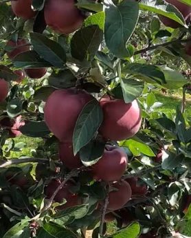 11+ Red Apple Tree Varieties – World of Garden Plants