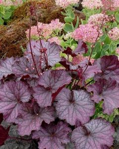 17 Purple Coral Bells (Heuchera) Varieties – World of Garden Plants