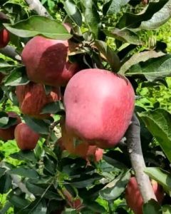 11+ Red Apple Tree Varieties – World of Garden Plants