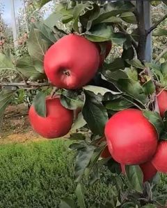 11+ Red Apple Tree Varieties – World of Garden Plants