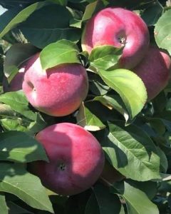 11+ Red Apple Tree Varieties – World of Garden Plants