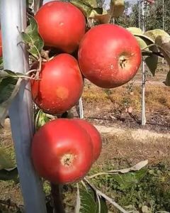 11+ Red Apple Tree Varieties – World of Garden Plants
