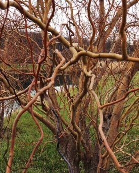 14+ Weeping Willow Varieties – World of Garden Plants