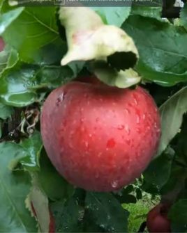 11+ Red Apple Tree Varieties – World of Garden Plants