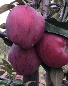 11+ Red Apple Tree Varieties – World of Garden Plants