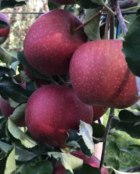 11+ Red Apple Tree Varieties – World of Garden Plants