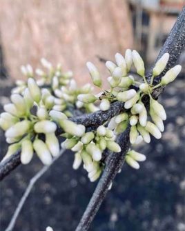 10+ Dwarf Redbud Tree Varieties – World of Garden Plants