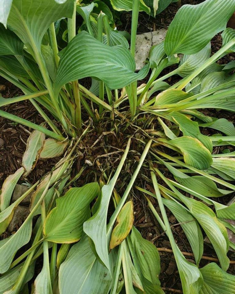 Can Hostas Be Overwatered? – World of Garden Plants