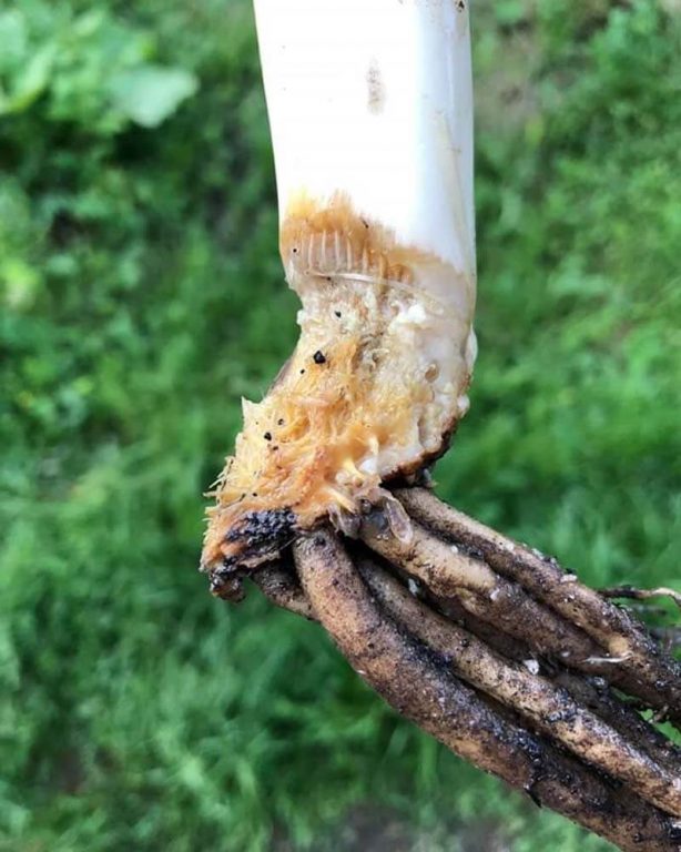 12 Hosta Problems With Pictures – World of Garden Plants