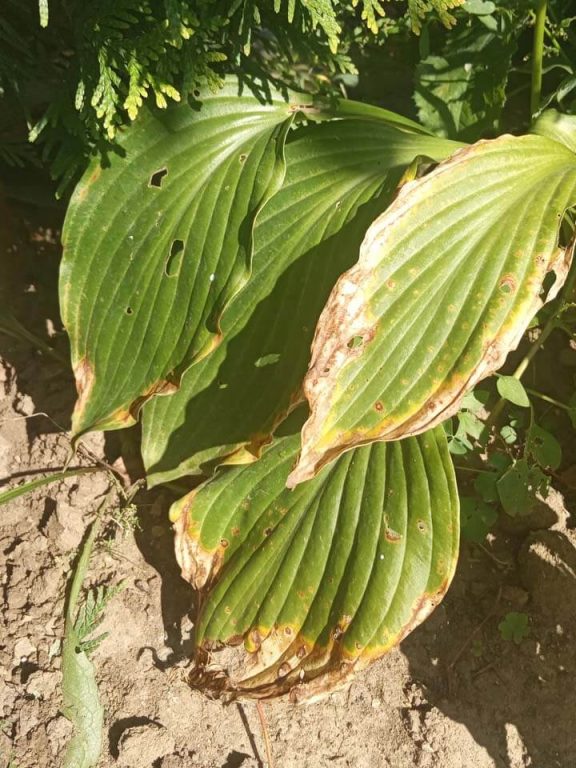 Why Are My Hosta Leaves Turning Brown? – World of Garden Plants