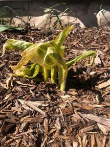 12 Hosta Problems With Pictures – World of Garden Plants