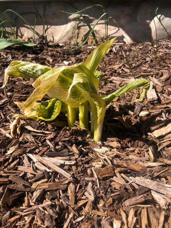 12 Hosta Problems With Pictures – World of Garden Plants