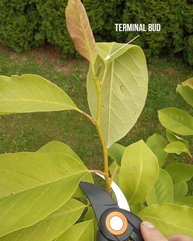 How To Propagate Magnolia From Cuttings? – World of Garden Plants