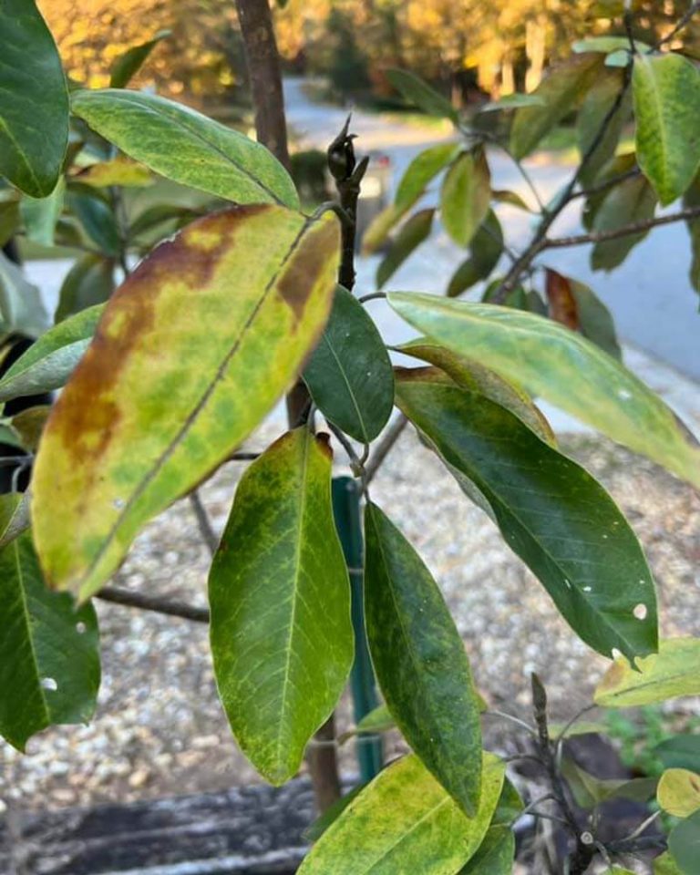 Why Are The Leaves On My Magnolia Tree Turning Brown? – World of Garden ...