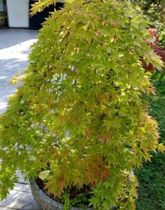 11 Japanese Maples For Containers – World of Garden Plants