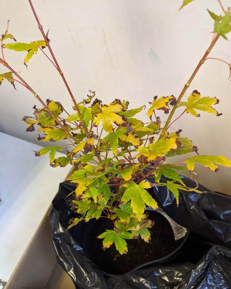 Why Is My Japanese Maple Dying? – World of Garden Plants