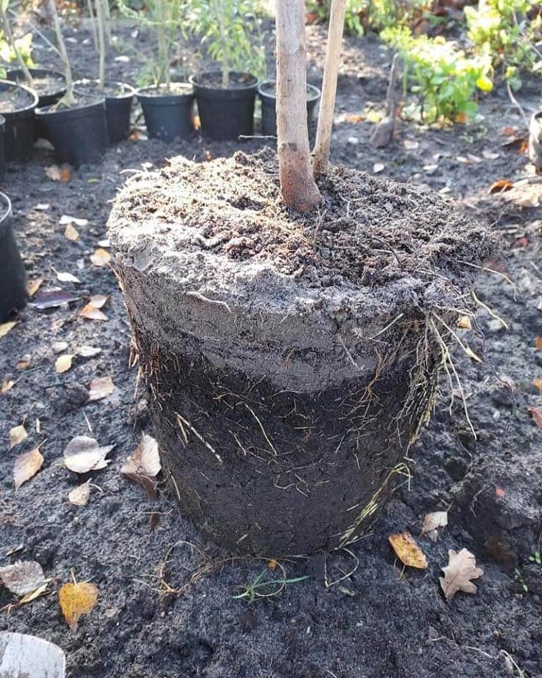 How Big Is The Root System Of A Magnolia Tree? – World of Garden Plants