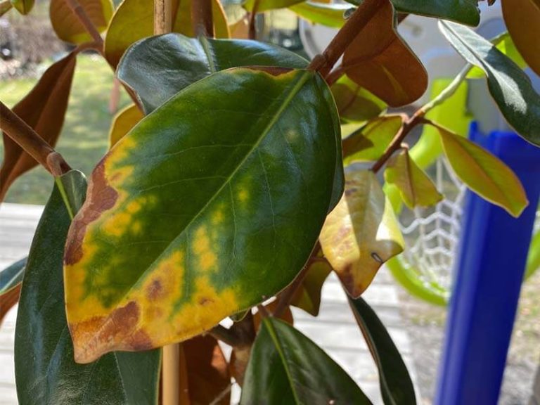 12 Most Common Magnolia Tree Diseases With Images – World of Garden Plants
