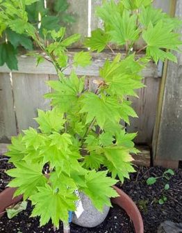 11 Japanese Maples For Containers – World of Garden Plants
