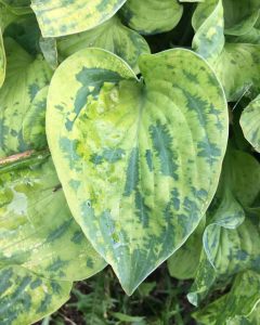 How To Get Rid Of Hosta Virus X? (With Images) – World of Garden Plants