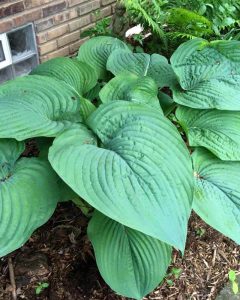 Giant Hostas: 17+ Varieties And More Topic Information – World of ...