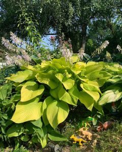 15+ Best Yellow Hosta Varieties With Images – World of Garden Plants