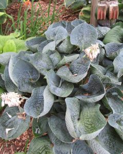 Blue Hostas: 30+ Varieties And Complete Topic Overview – World of ...