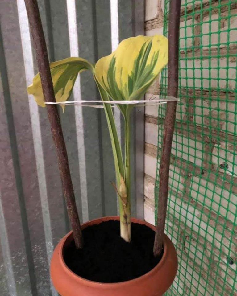 Can You Propagate A Hosta From Leaf Cuttings? – World of Garden Plants