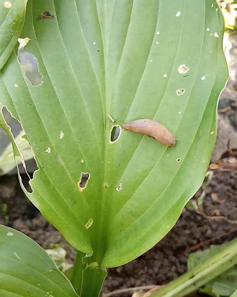 What Causes Holes In Hosta Leaves? – World of Garden Plants