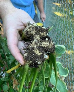 12 Hosta Problems With Pictures – World of Garden Plants