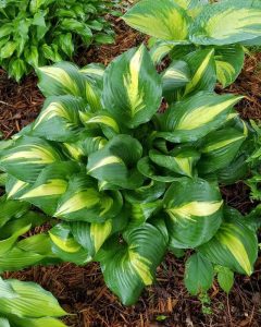 15+ Best Yellow Hosta Varieties With Images – World of Garden Plants
