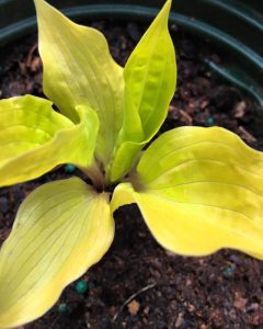 15+ Best Yellow Hosta Varieties With Images – World of Garden Plants