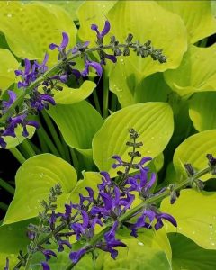 15+ Best Yellow Hosta Varieties With Images – World of Garden Plants