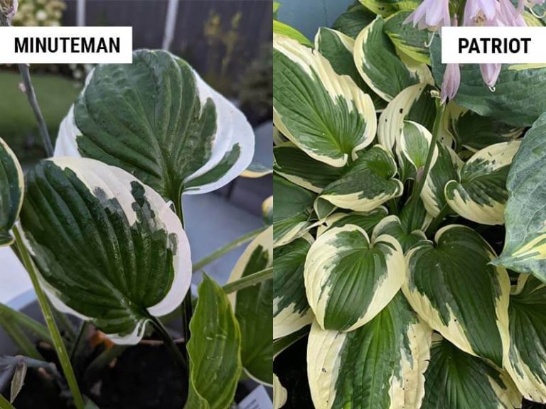 Minuteman Hosta Vs Patriot Hosta: 4 Key Differences – World of Garden ...