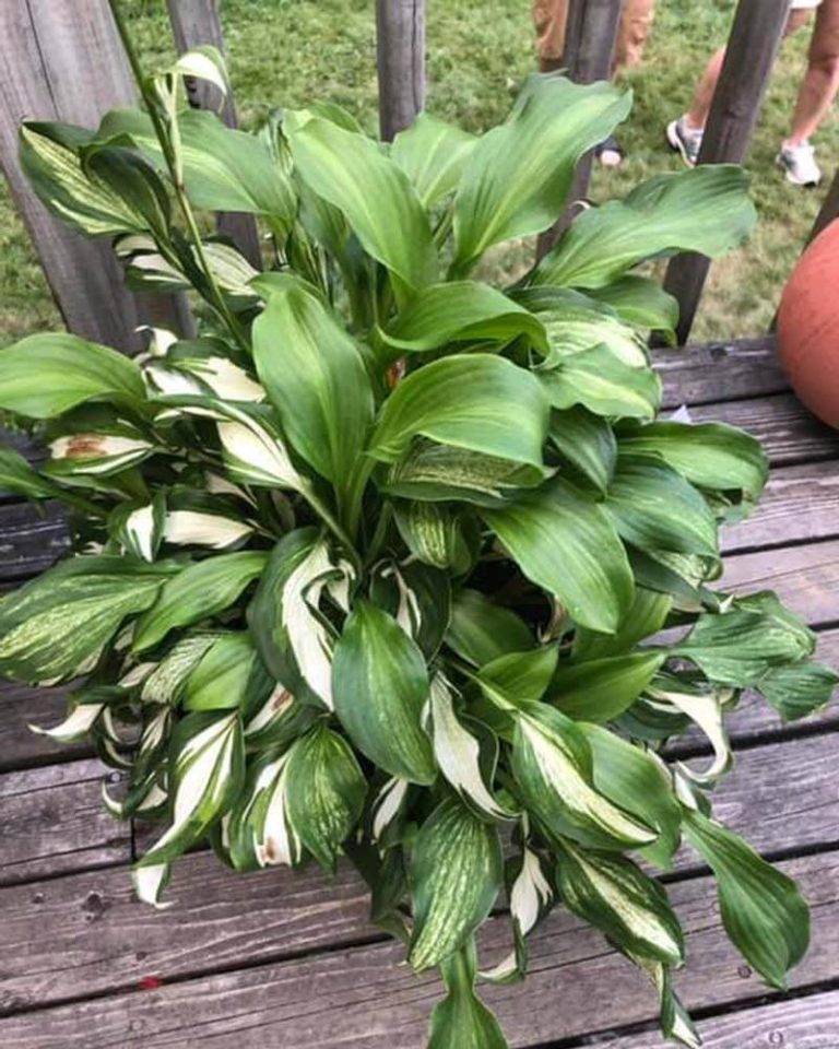Why Did My Hosta Change Color? – World of Garden Plants