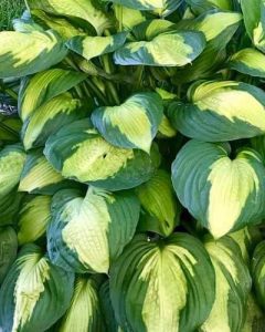 Variegated Hostas: 35 Varieties With Full Topic Overview – World of ...