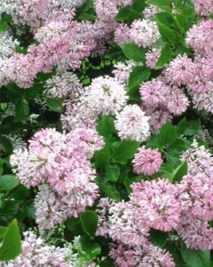 15 Dwarf Lilac Varieties For Small Gardens – World of Garden Plants