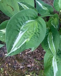 How To Get Rid Of Slugs On Hostas? – World of Garden Plants