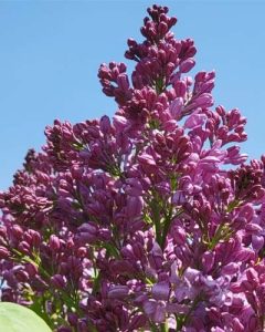 15 Dwarf Lilac Varieties For Small Gardens – World of Garden Plants