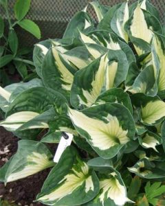 Variegated Hostas: 35 Varieties With Full Topic Overview – World of ...