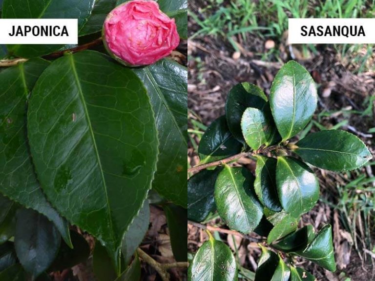 Camellia Japonica vs Camellia Sasanqua: 4 Key Differences – World of ...