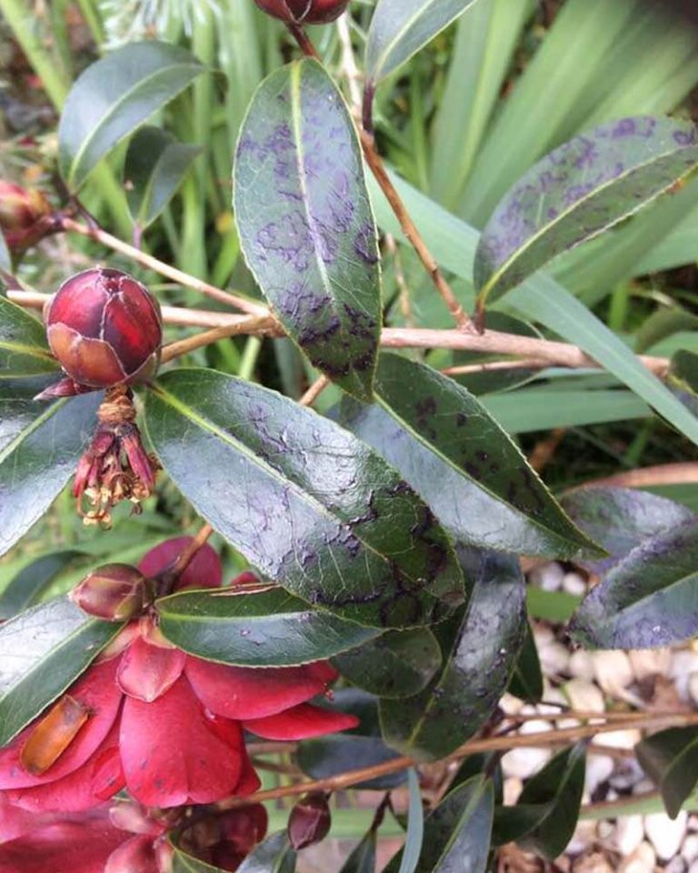 5 Reasons Camellia Leaves Turn Black (And How To Fix) – World of Garden ...