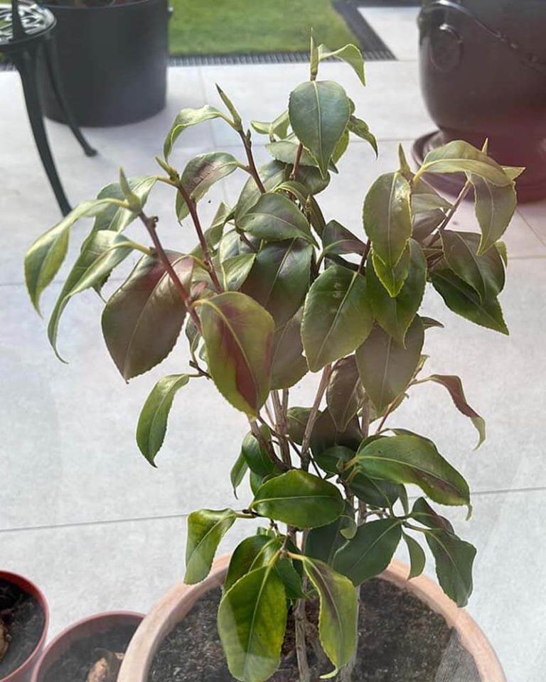 6 Tips to Deal with Camellia Leaf Drooping – World of Garden Plants