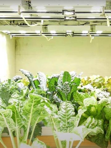 How Much Space Is Needed For Hydroponics? – World of Garden Plants