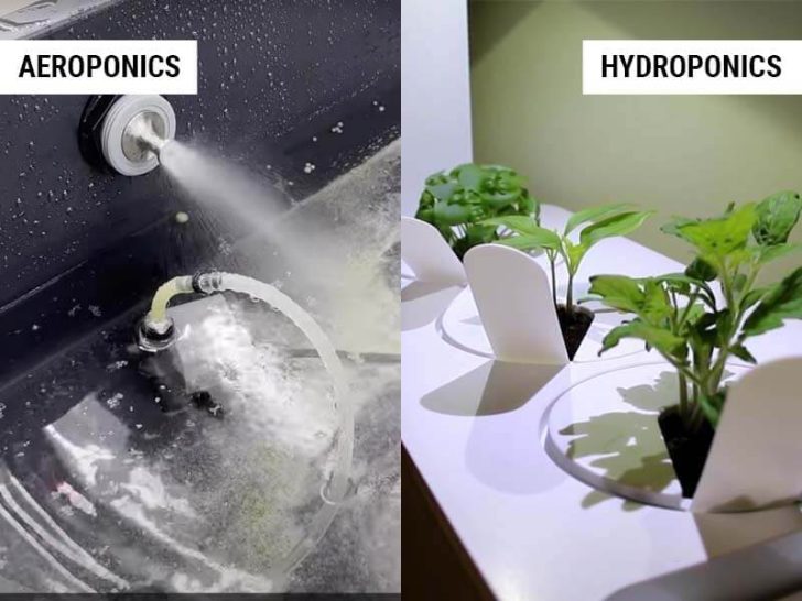 Hydroponics Vs Aeroponics: 5 Key Differences – World of Garden Plants