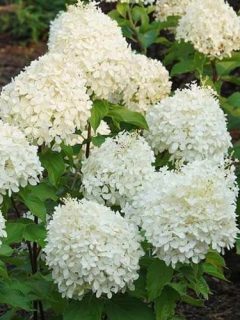 World of Garden Plants
