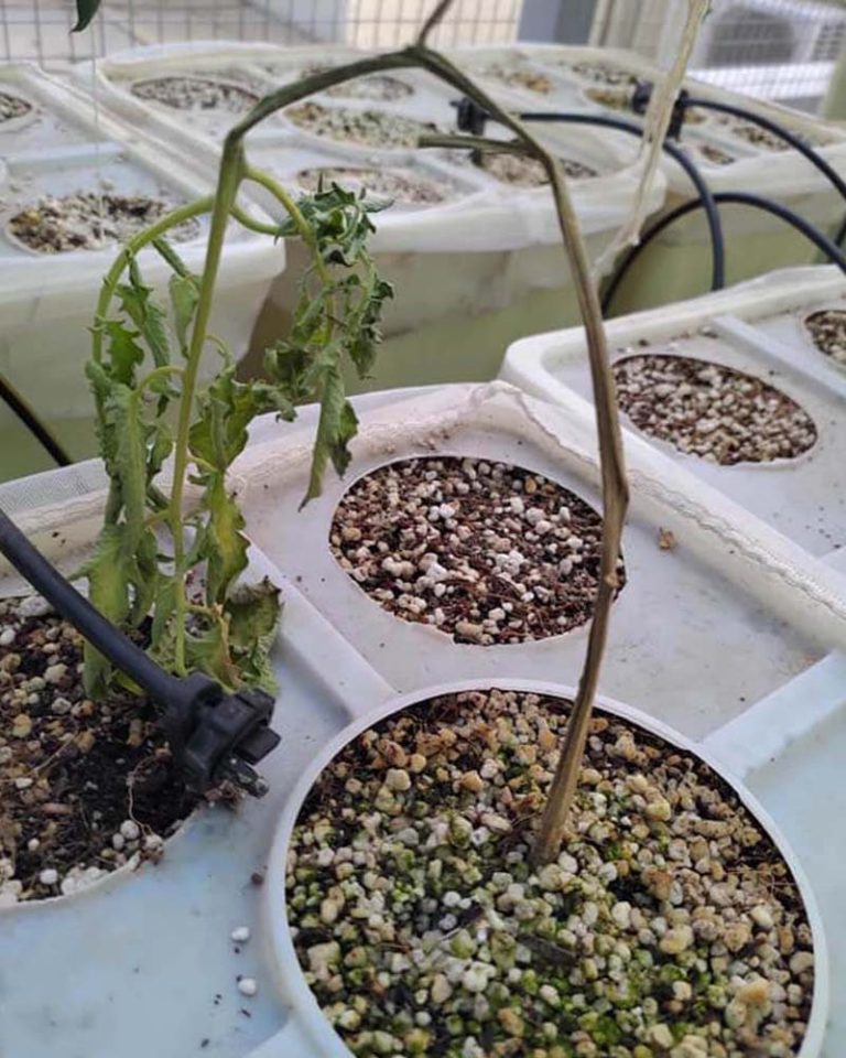 7 Reasons Why Hydroponic Plants Are Wilting (And How to Fix It) – World ...