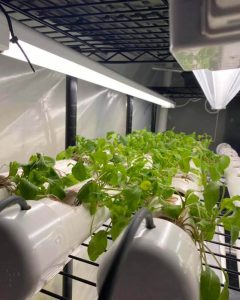 7 Reasons Why Hydroponic Plants Are Wilting (And How to Fix It) – World ...