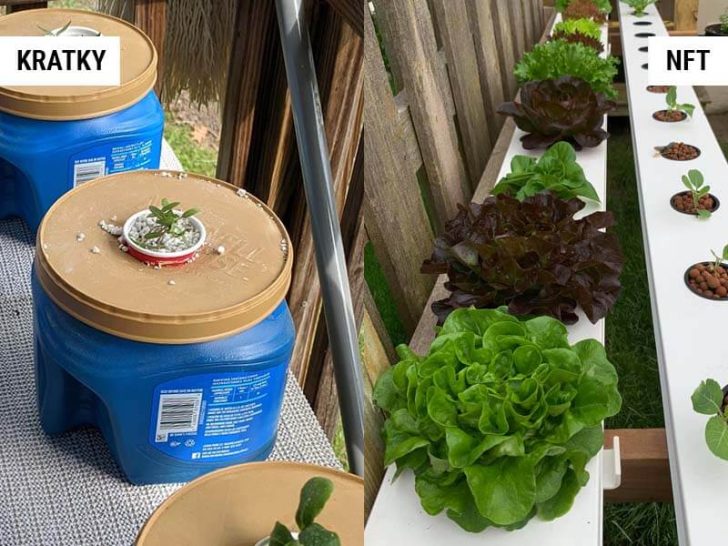 Kratky Method vs NFT: 6 Key Differences – World of Garden Plants